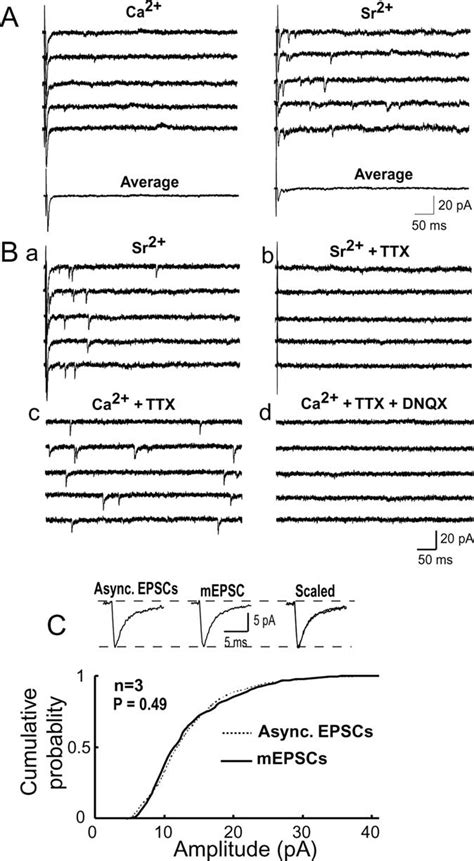 Substituting Sr 2 For Ca 2 Induces Asynchronous Quantal Synaptic