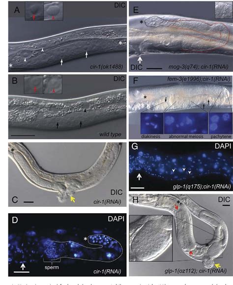 Figure 6 From The C Elegans Sex Determination Protein Mog 3 Functions In Meiosis And Binds To
