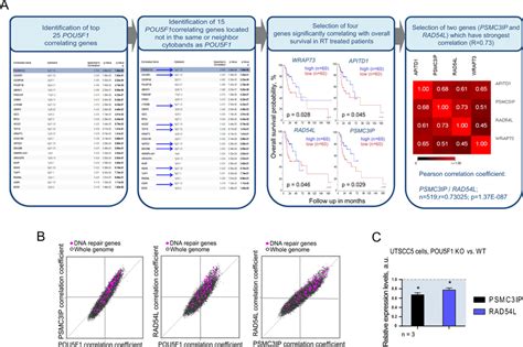 identification of rad54l and psmc3ip as oct4 correlating genes a