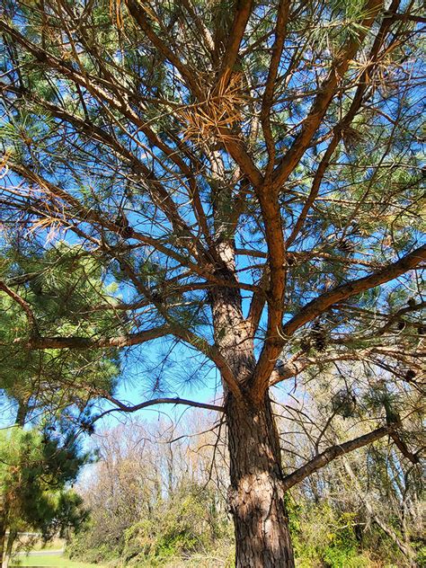 Loblolly Pine Tree Branch Pinus Taeda Loblolly Pine Cabi