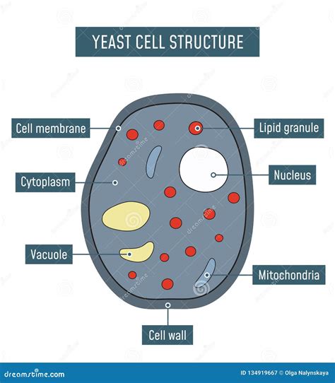 Yeast Cell Structure Stock Vector Illustration Of Diagram 134919667
