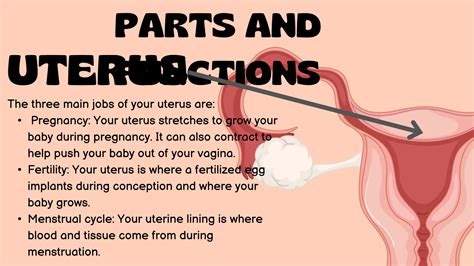 REPRODUCTIVE SYSTEM LESSON IN BIOLOGY CLASS PPT