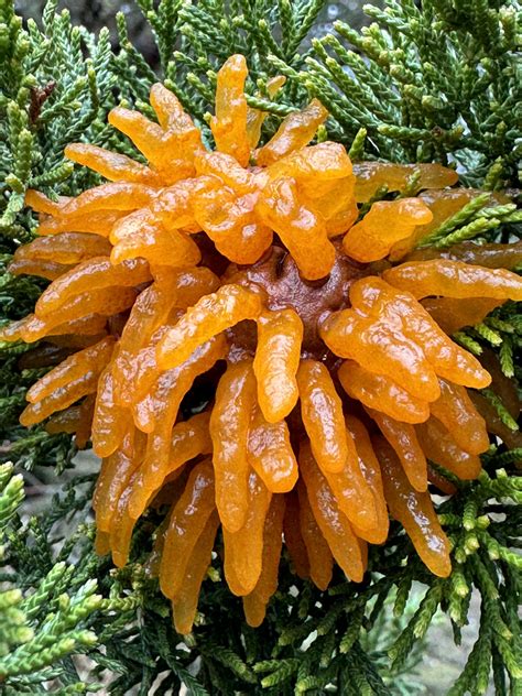 Landscape Cedar Apple Rust Center For Agriculture Food And The Environment At UMass Amherst