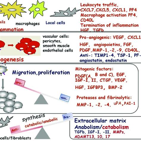 Schematic Representation Of The Multifunctional Roles Of Prp Upon The