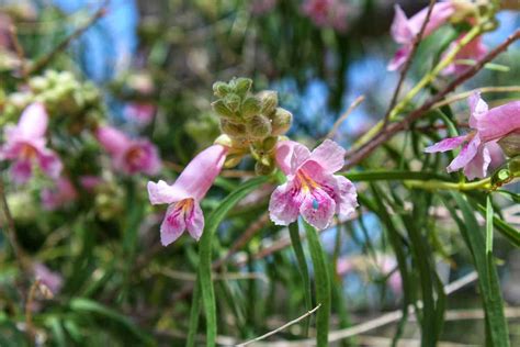5 Varieties Of Desert Willow To Beautify Your Yard