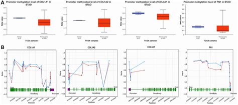 Identification And Validation Of Key Genes In Gastric Cancer Insights From In Silico Analysis