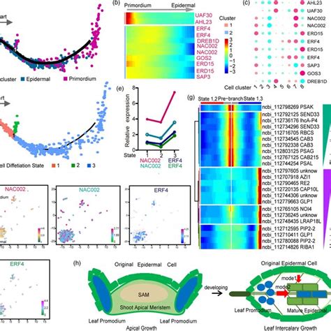 Pseudo‐time Trajectory Analysis Of Epidermal Cells Origination A Download Scientific Diagram