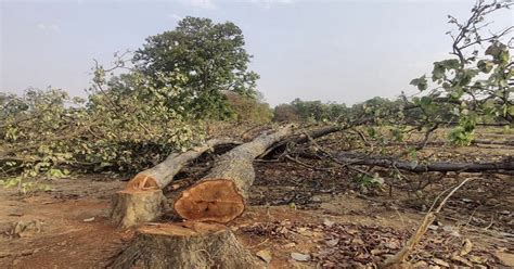 Chhattisgarh Why We Must Save The Hasdeo Aranya Forest Sabrangindia