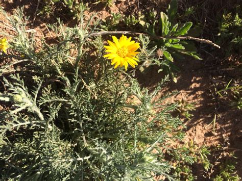 Variety Xanthisma Spinulosum Spinulosum · Inaturalist