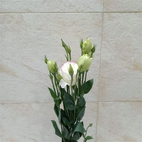 White Fresh Eustoma Flower At ₹ 70piece In New Delhi Id 2854041974862