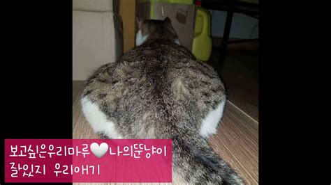 보고싶은 우리애기 뚠냥이 마루 잘있니 Youtube