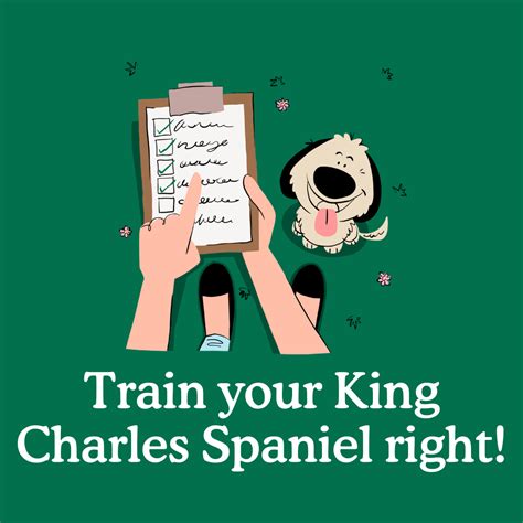 How To Train A Cockapoo Puppy Complete Training Guide