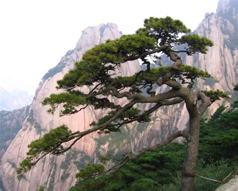 Top 8 Huangshan Pine Trees Essence Of Chinese Pine Tree Chinese
