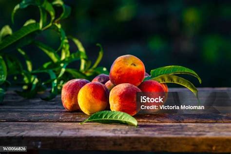 그룹 신선한 복숭아 나무 Table 녹색 자연 배경 음식을위한 수확 맛있는 야외 화창한 날 신선한 익은 잎 여름 햇볕이 잘 드는 정원 육즙이 많은 유기농 달콤한 과일 채식