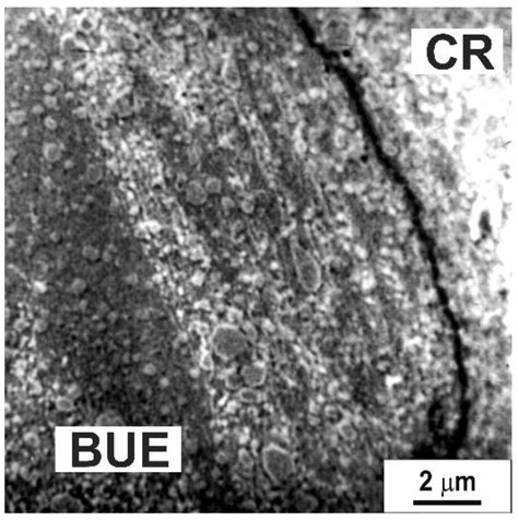 Jmmp Free Full Text The Chip Formation Process When Cutting High Speed Steels And Ti3sic2