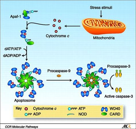 Targeting The Apoptosome For Cancer Therapy Clinical Cancer Research American Association