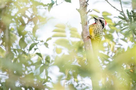 Wapenwedloop Vogelskijken