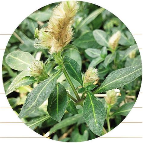 鳞花草 中药学 医学