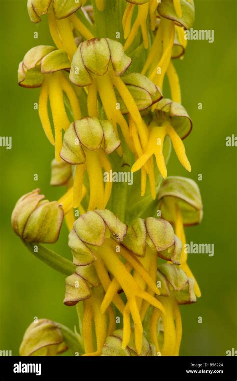 Angiosperms Monocots