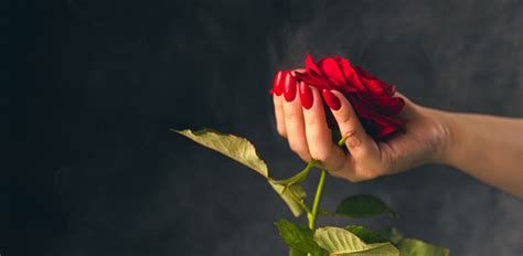 빨간 손톱과 장미 꽃과 작물 여자 검은 배경에 연기와 스튜디오에서 빨간 매니큐어와 손에 부드러운 장미 싹과 작물 여성의 높은