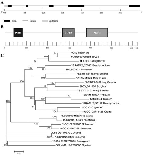 Structural And Phylogenetic Analyses Of Pmr A Schematic Representation