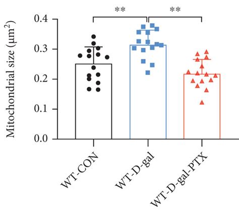 Effects Of Ptx Administration On Mitochondrial Biogenesis In The