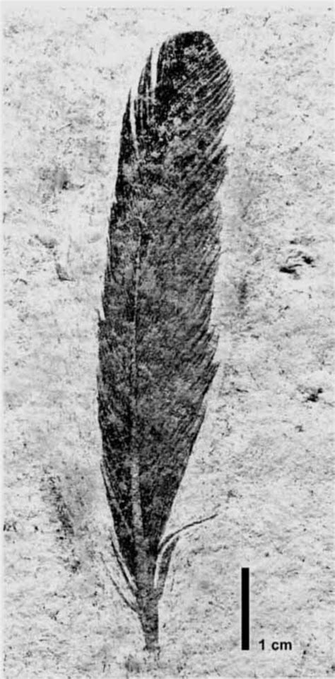 Archaeopteryx Lithographica Solitary Feather M B Av 100 This