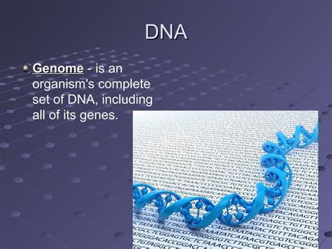 DNA Function And Structure Notes PPT