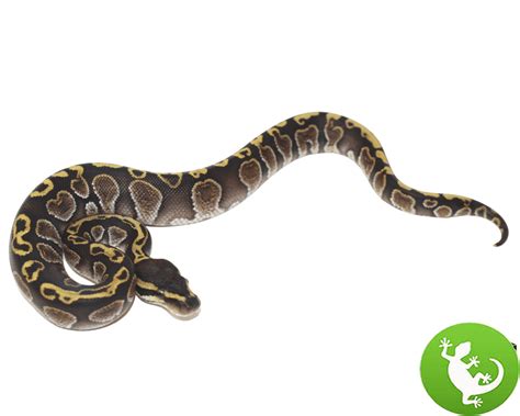 Ghi Fire Ball Python Ultimate Reptile
