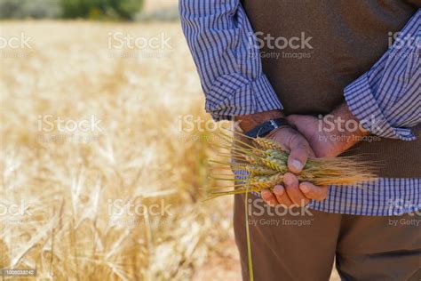 농부 또는 농업 사람 필드에 일부 밀 귀 그의 뒤를 들고 필드의 경계에는 길을 따라 걷고 계절에 대한 스톡 사진 및 기타 이미지 계절 곡초류 금색 Istock