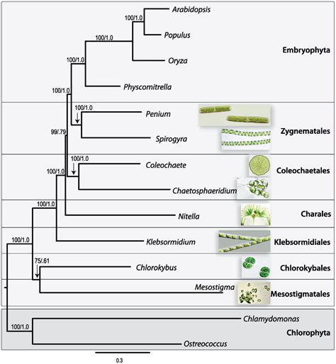 Phylogenetic Relationships Of 14 Viridiplantae Taxa Determined By 160