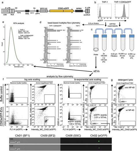 Optimisation Of Imaging Flow Cytometry For The Analysis Of Single Extracellular Vesicles