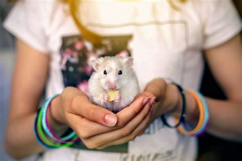 Chinese Dwarf Hamster Cage