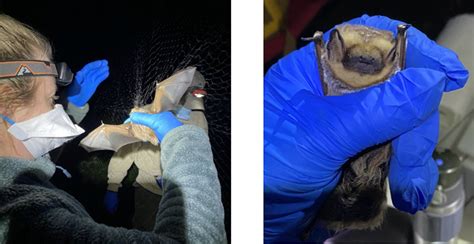 2023 Mist Netting Recap Illinois Bat Conservation Program