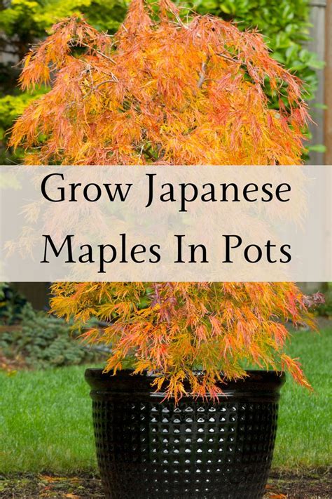 Yes You Can Grow Japanese Maples In Pots In 2025 Japanese Maple