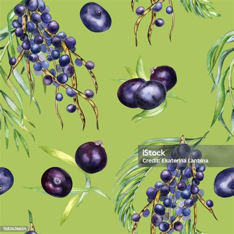 무리 아사이 열매와 야자수는 녹색으로 분리된 수채화 이음매 없는 패턴을 남깁니다 이국적인 아마존 보라색 열매 열대 과일 손으로 그렸습니다 포장 섬유 배경 종이를 위한 디자인