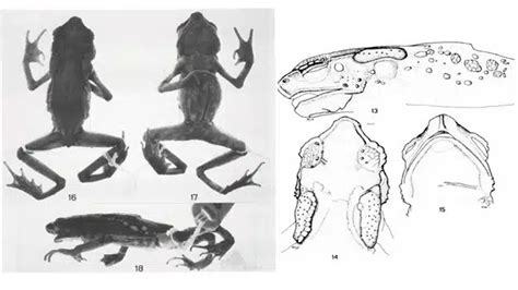 Secret Love Affairs Of A Rediscovered Toad Pt 1 The Biodiversity Group