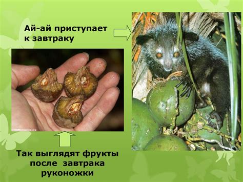 Ай ай или Мадагаскарская руконожка презентация онлайн