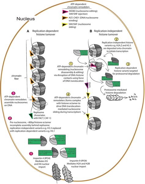 Nucleosome Histone Chromatin