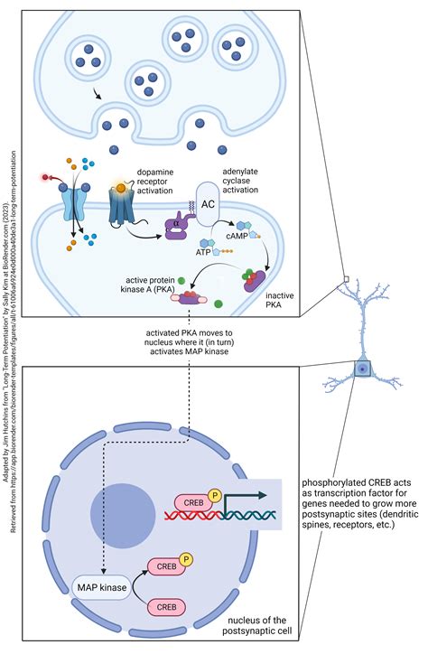 Early And Late Long Term Potentiation Introduction To Neuroscience