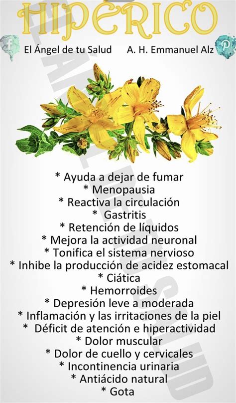 85 Ideas De Herbs En 2025 Plantas Plantas Medicinales Hierbas