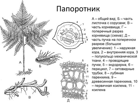 Микропрепараты. Растительные ткани - презентация онлайн