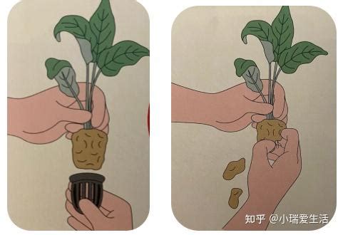 新手养鱼如何开始古法生态养鱼轻松入手 知乎