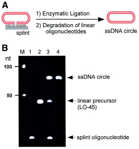 Preparation Of A Free Ssdna Circle A Schematics Of Ssdna