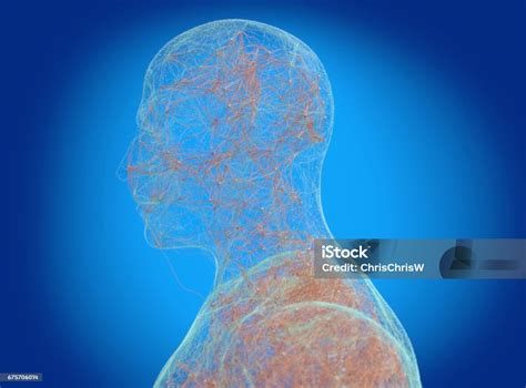 신경 연결 개념입니다 인체 신경과 신경 3 차원 일러스트 레이 션 개념과 주제에 대한 스톡 사진 및 기타 이미지 개념과 주제 남아프리카공화국 수평 구성 Istock