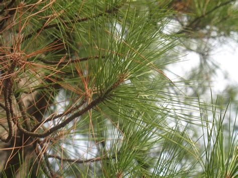 Summer Assignment 2010 Conifer Leaf