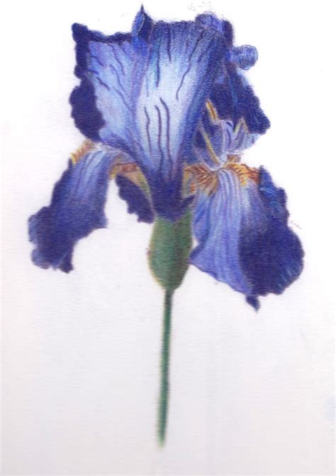 Cathartic Creativity Colored Pencil Iris Finished