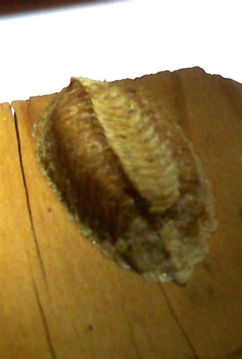 Bug Cocoon R Gardening