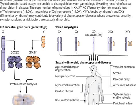 Sex Chromosome Encoded Proteins A Challenge Andrés D Klein Posted On The Topic Linkedin