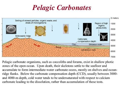 Carbonate Depositional Systems